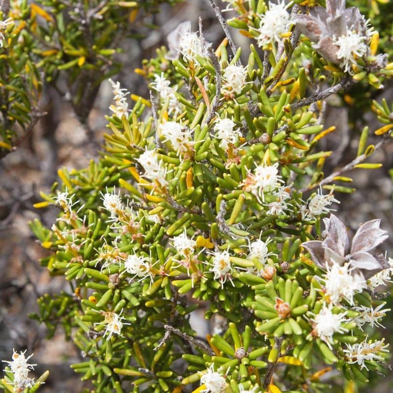 Narrow-Leaf Orites (Orites Revolutus) | Sequoia Valley Farms