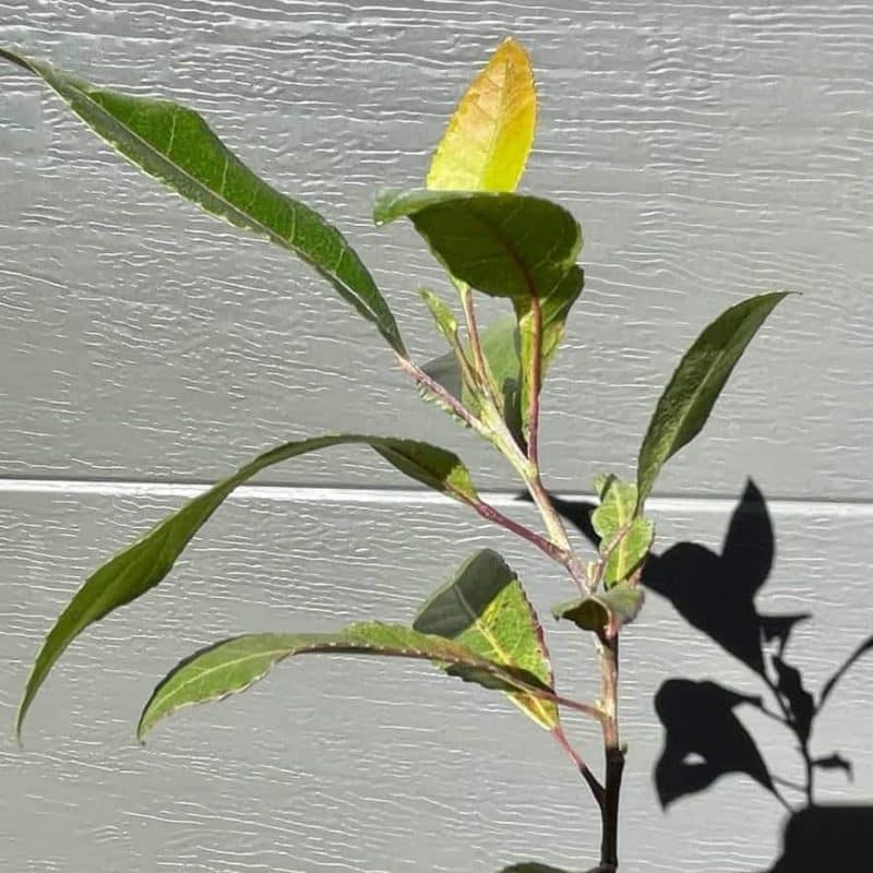 Blueberry Ash | Sequoia Valley Farms