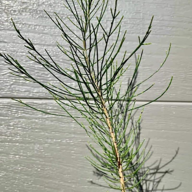 Black Sheoak (Allocasuarina Littoralis) | Sequoia Valley Farms