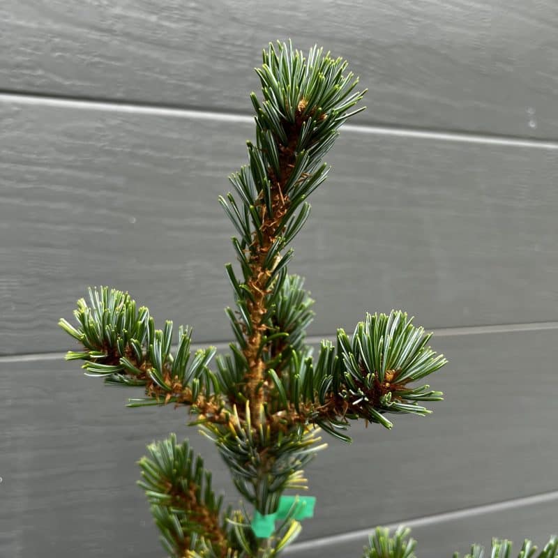 'Fukai' Japanese White Pine (Pinus Parviflora 'Fukai') | Sequoia Valley ...