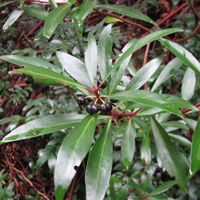 Tasmanian Pepperberry | Sequoia Valley Farms