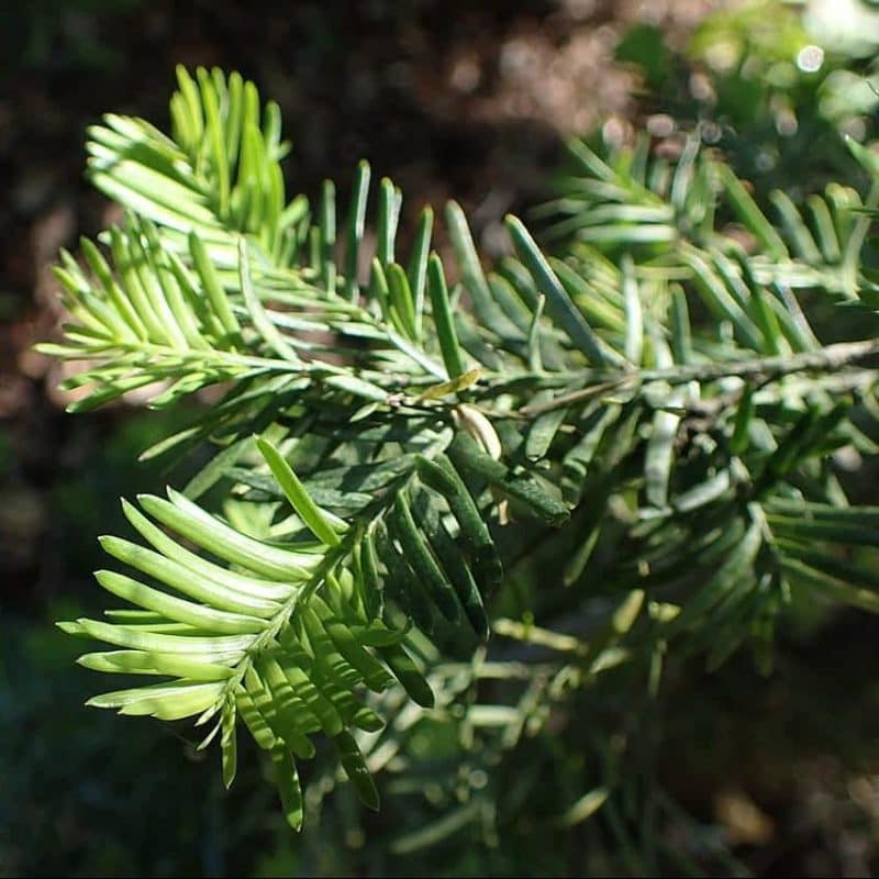 Chilean Yew (Prumnopitys Andina) | Sequoia Valley Farms