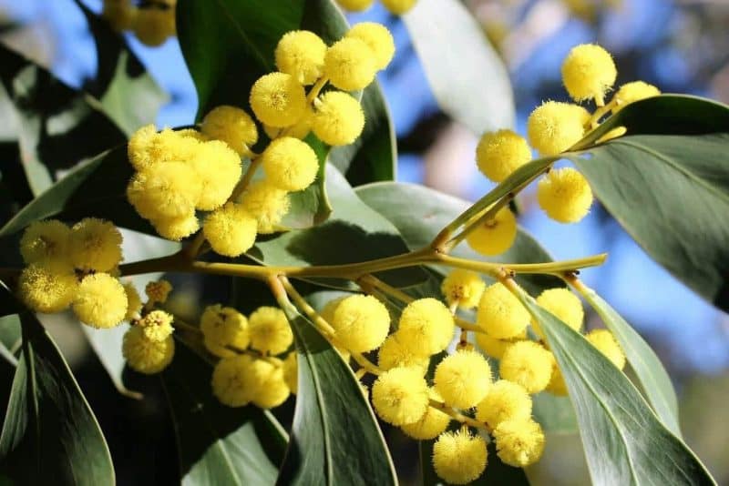 Acacias | Sequoia Valley Farms