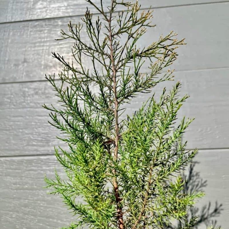 Northern White Cypress Pine | Sequoia Valley Farms