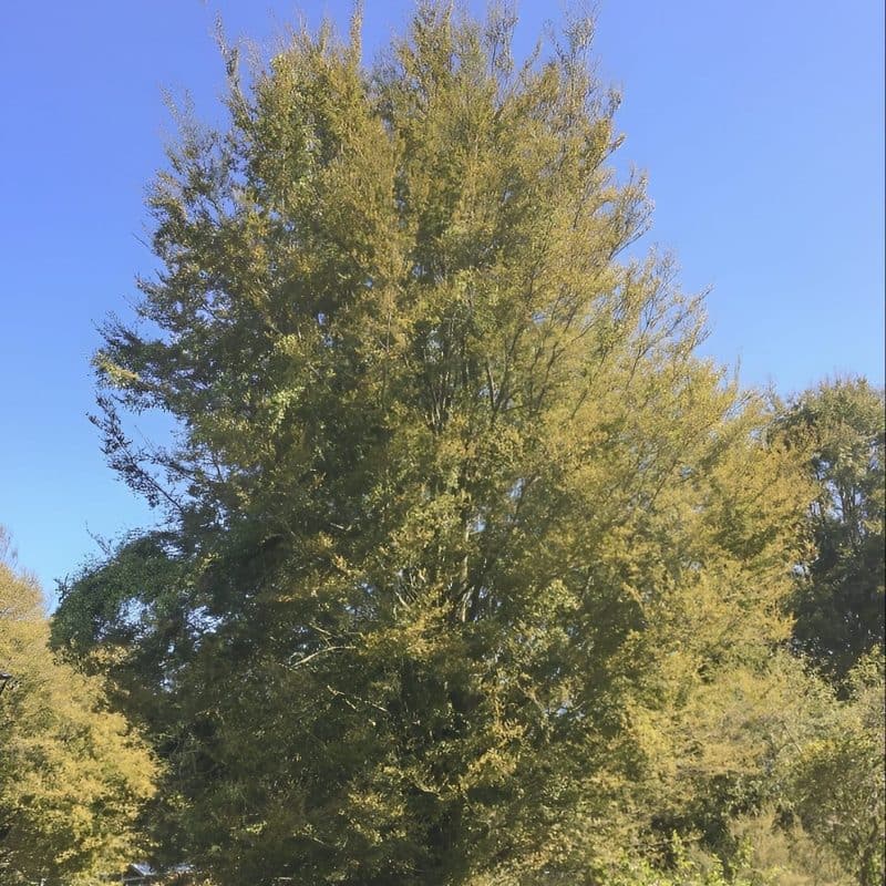 Red Beech (Nothofagus Fusca) | Sequoia Valley Farms