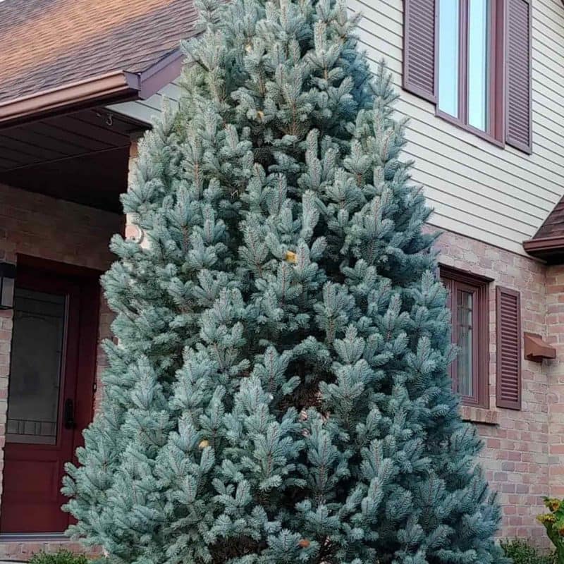 Picea Pungens 'Iseli Fastigiate' | Sequoia Valley Farms