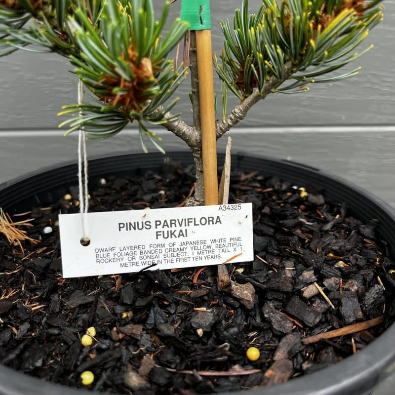 'Fukai' Japanese White Pine (Pinus Parviflora 'Fukai') | Sequoia Valley ...