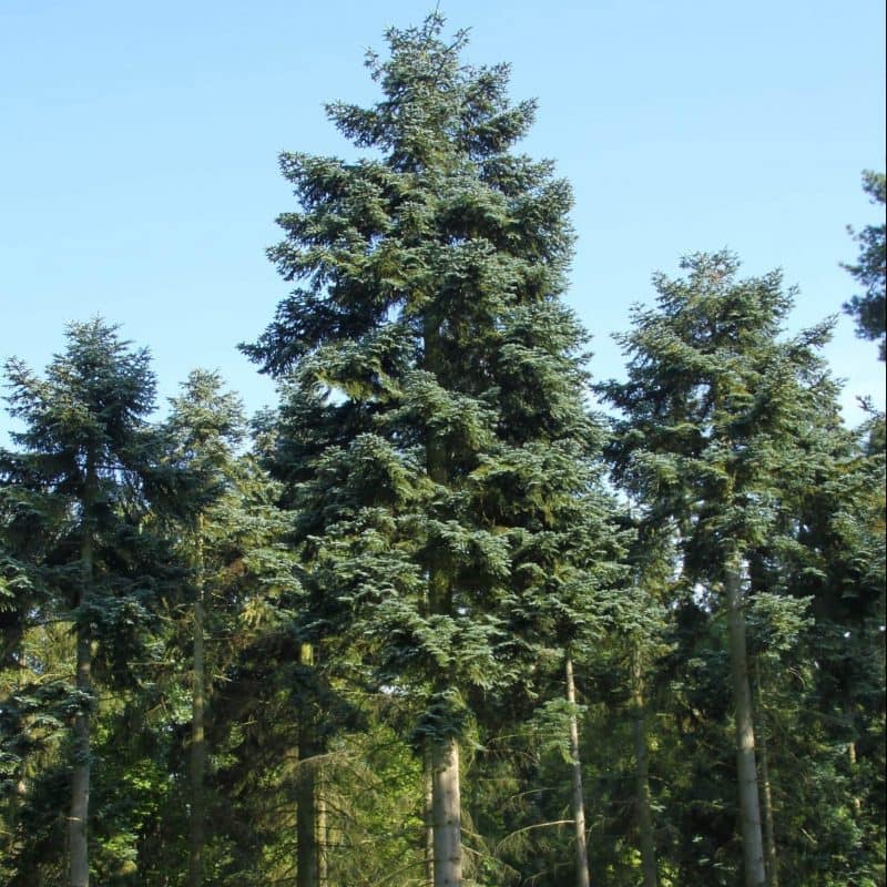 Noble Fir (Abies Procera) | Sequoia Valley Farms