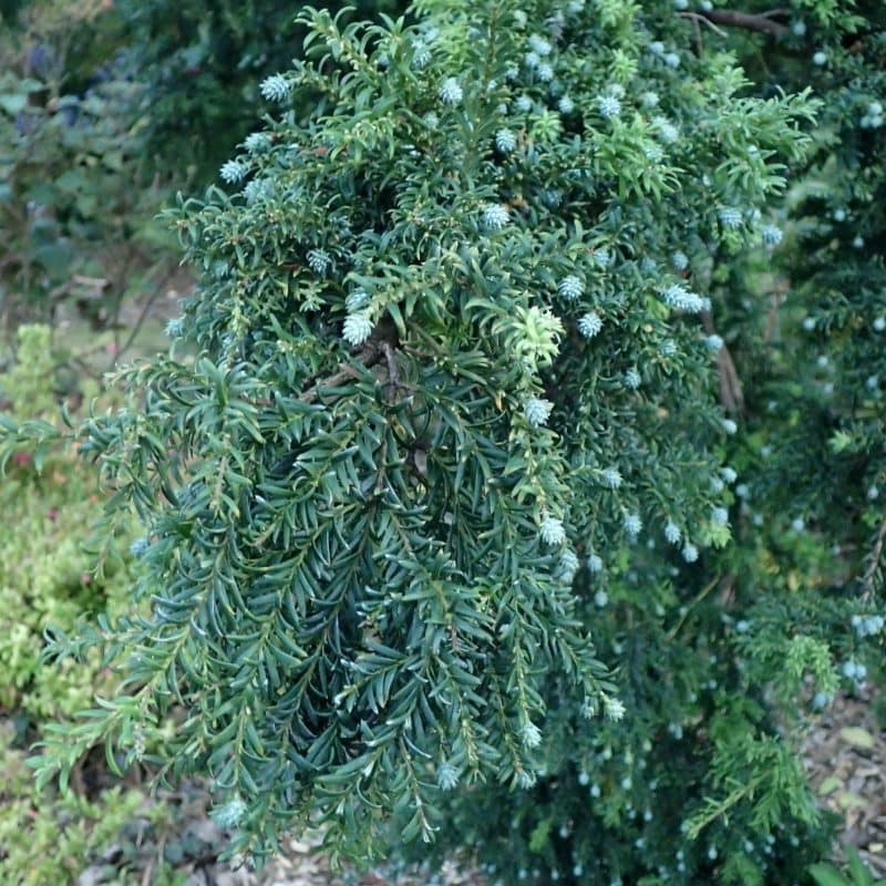 Prince Albert Yew (Saxegothaea Conspicua) | Sequoia Valley Farms
