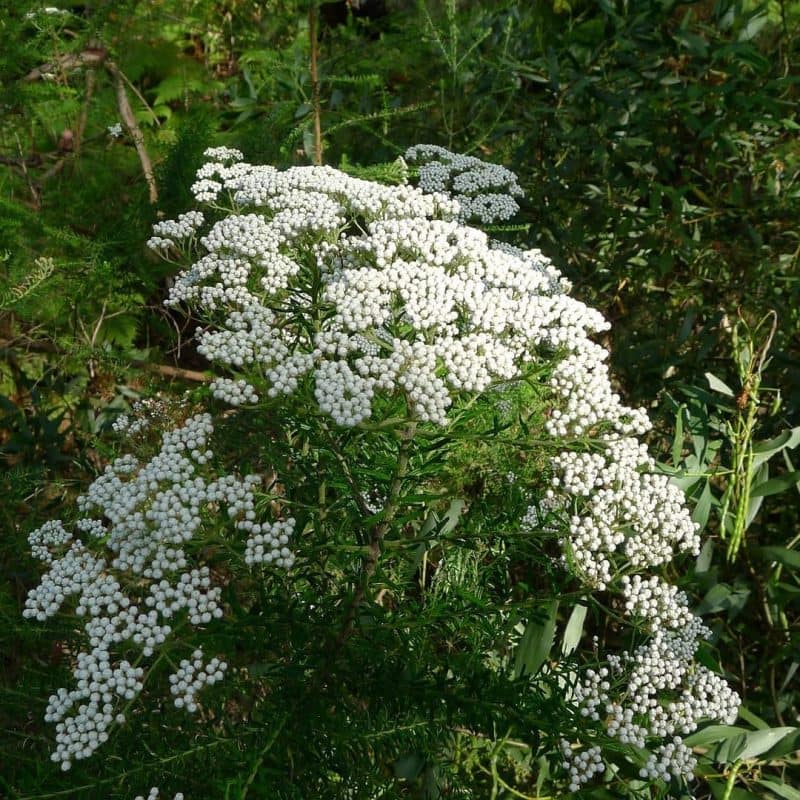 Rice Flower (Ozothamnus Diosmifolius) | Sequoia Valley Farms
