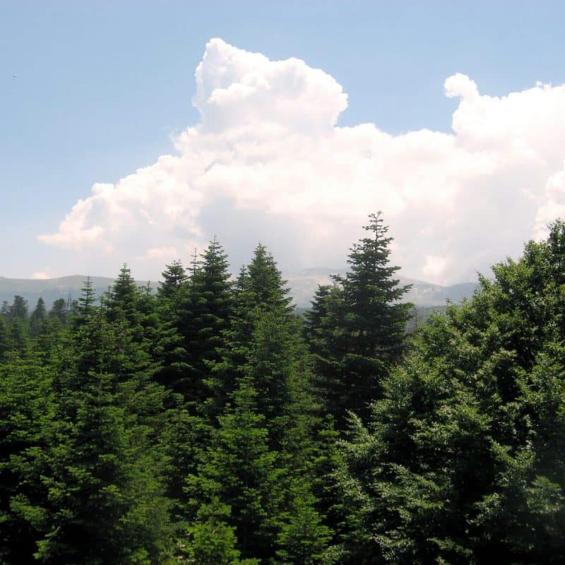 Turkish Fir (Abies Bornmuelleriana) | Sequoia Valley Farms