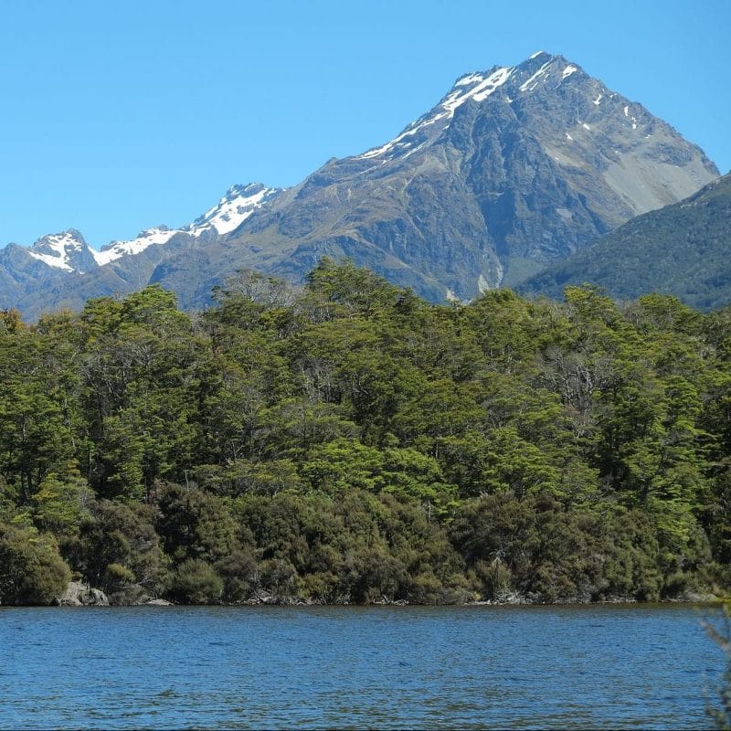 Red Beech (Nothofagus Fusca) | Sequoia Valley Farms
