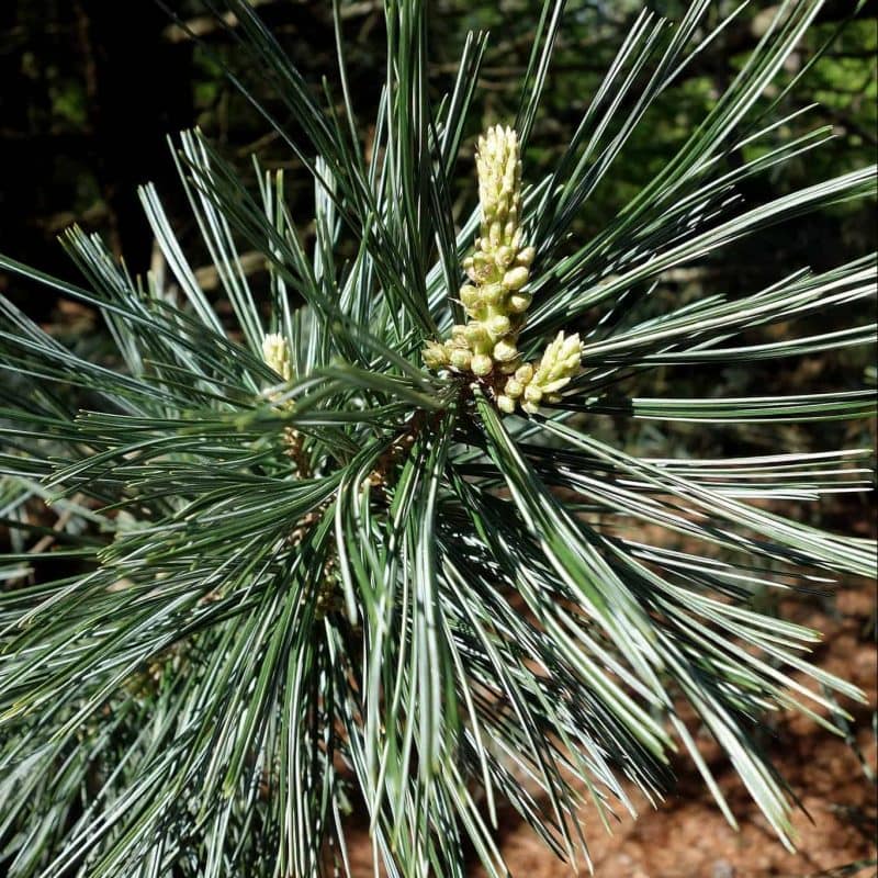 Pinus-flexilis-'Vanderwolf's-Pyramid'-full-3 | Sequoia Valley Farms