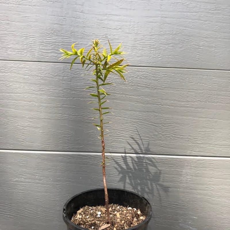 Australian Conifers | Sequoia Valley Farms