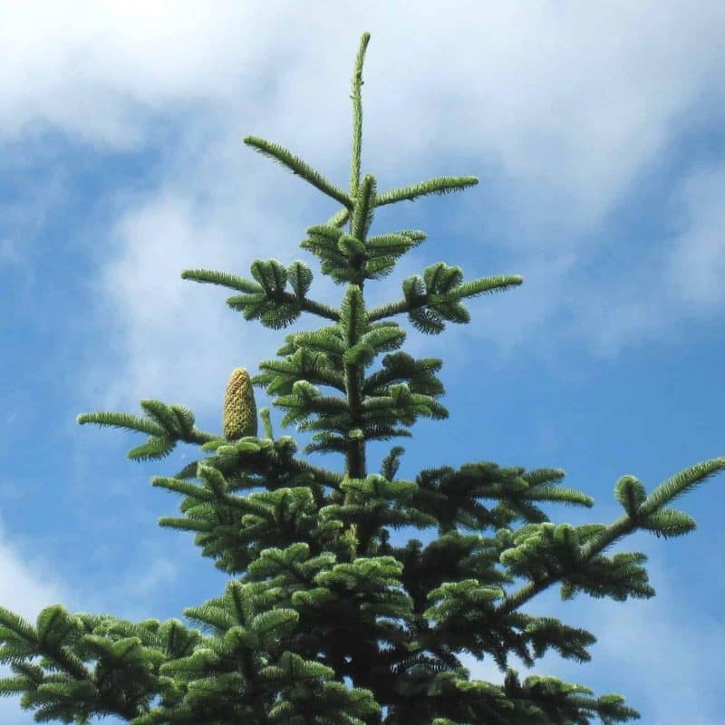 Noble Fir (Abies Procera) | Sequoia Valley Farms