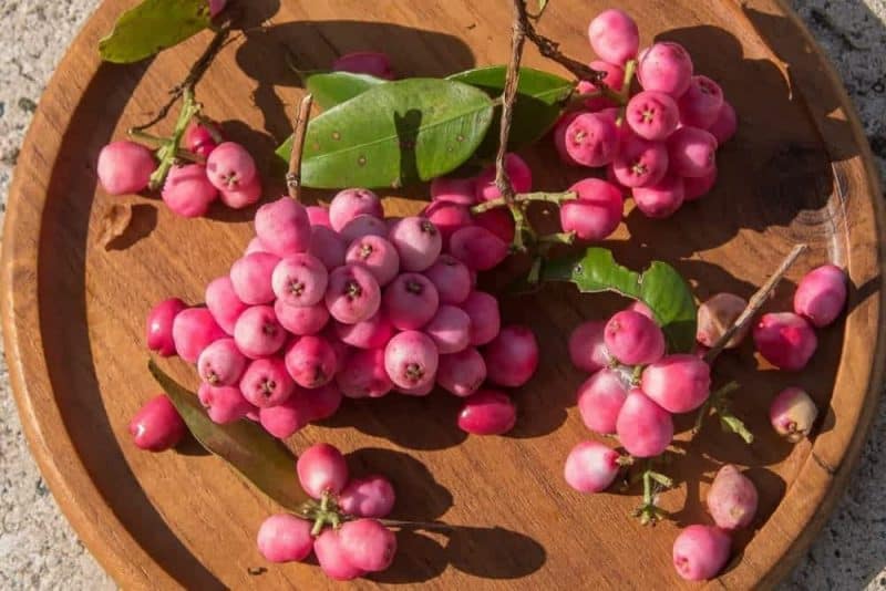 Bush Tucker | Sequoia Valley Farms