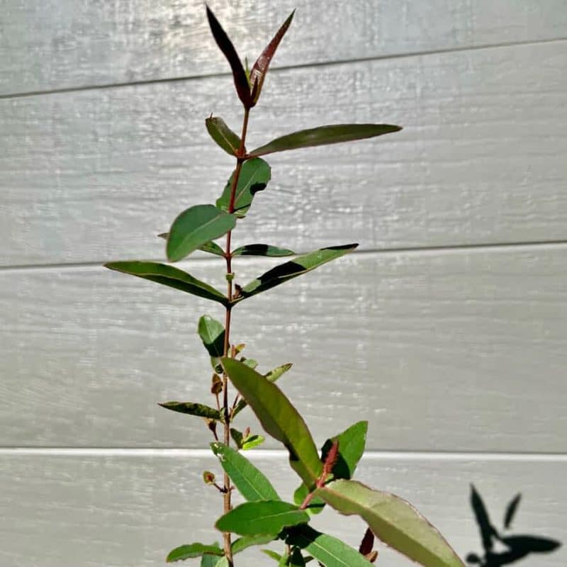 Smooth-barked Apple (Angophora Costata) | Sequoia Valley Farms