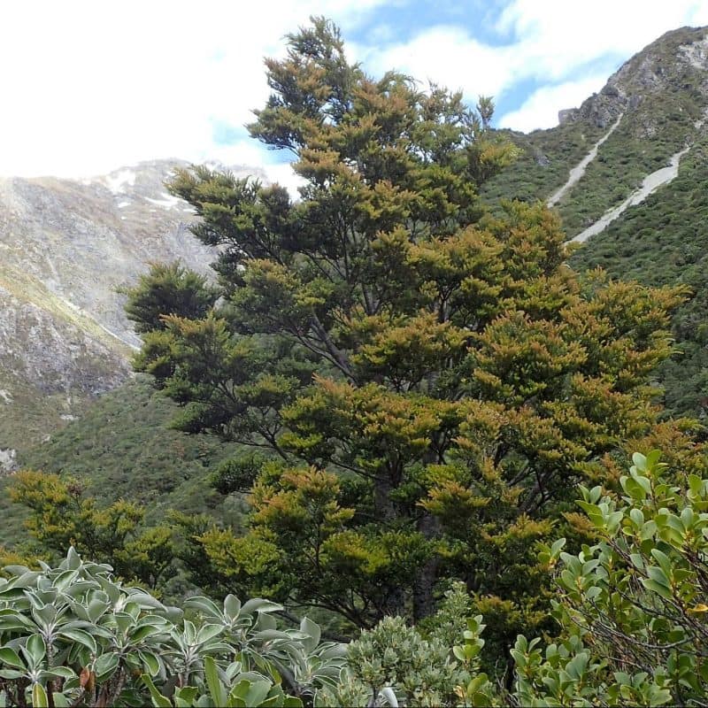 New Zealand Conifers | Sequoia Valley Farms