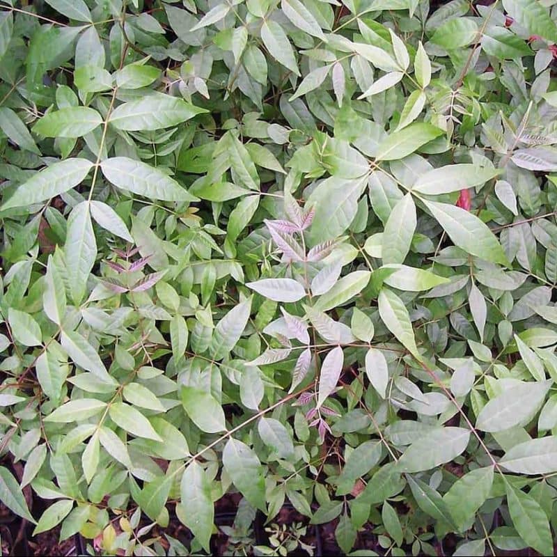 Australian Red Cedar | Sequoia Valley Farms