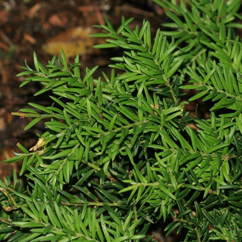 Prince Albert Yew (Saxegothaea Conspicua) | Sequoia Valley Farms