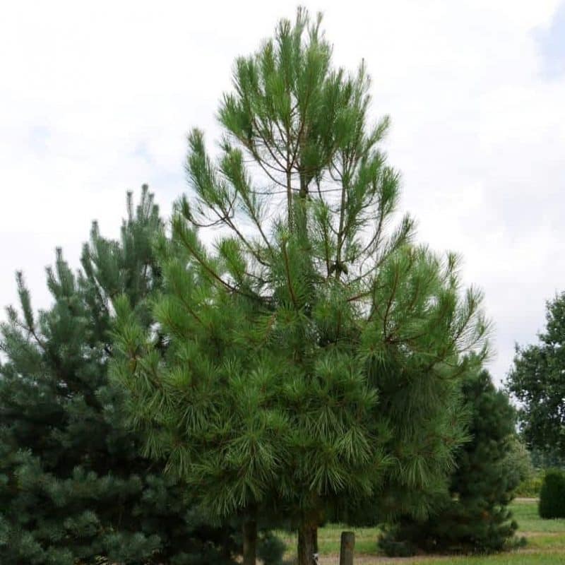 Maritime Pine | Sequoia Valley Farms