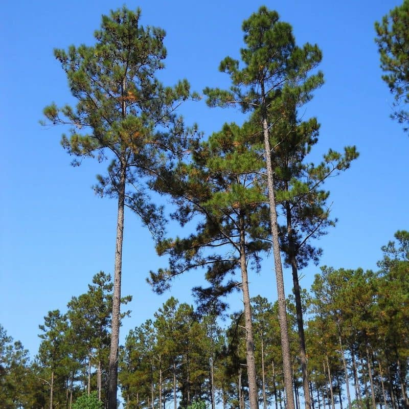 Pinus-taeda-full-1 | Sequoia Valley Farms