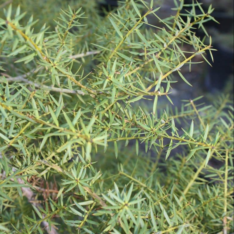 New Zealand Conifers | Sequoia Valley Farms