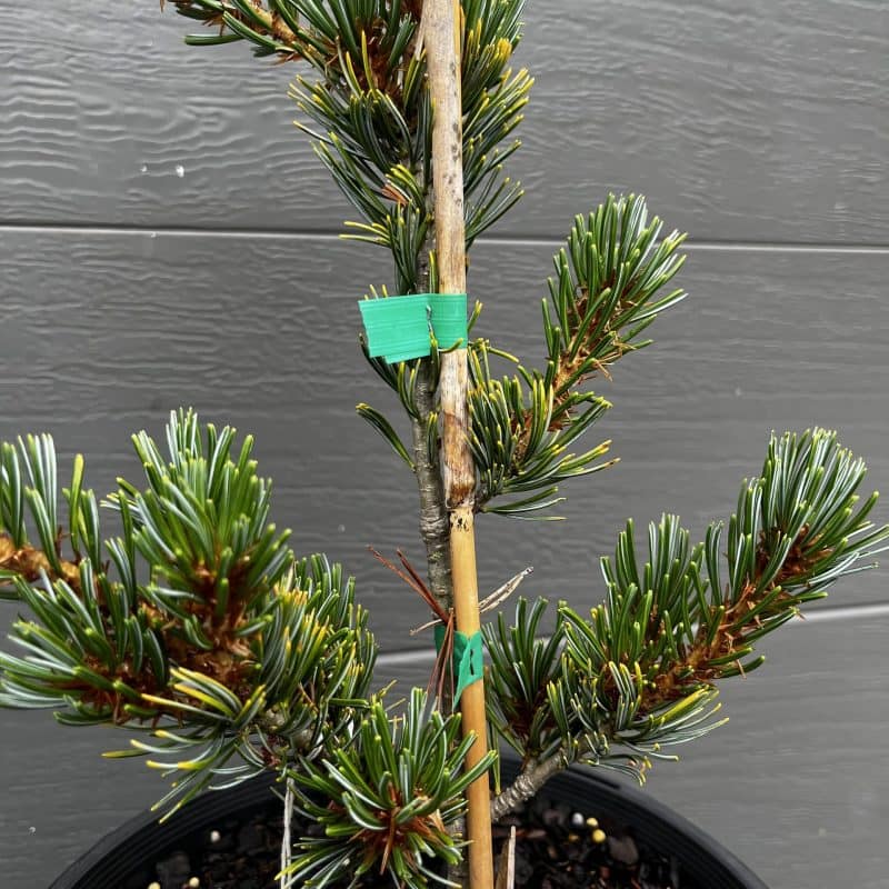 'Fukai' Japanese White Pine (Pinus Parviflora 'Fukai') | Sequoia Valley ...