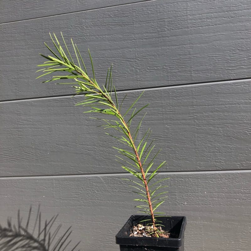 Dwarf Plum Pine | Sequoia Valley Farms
