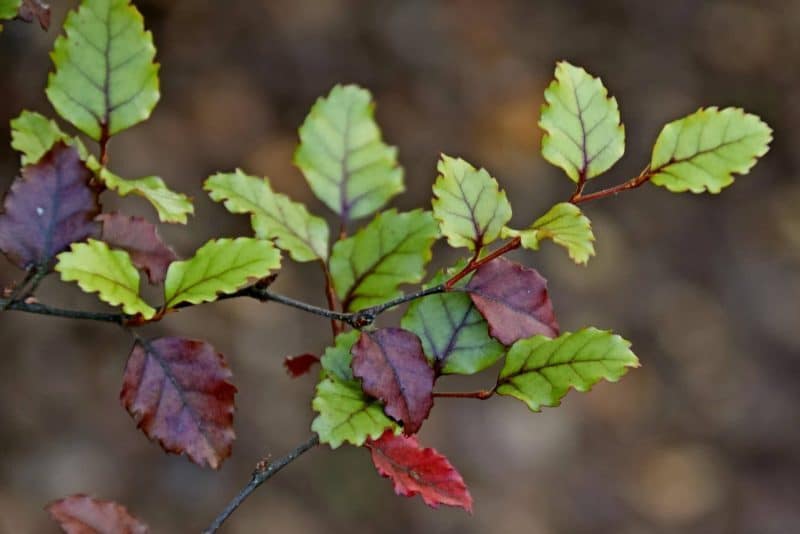 Southern Beeches | Sequoia Valley Farms