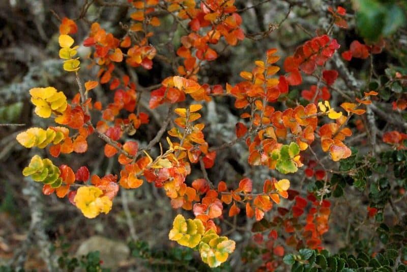 Southern Beeches | Sequoia Valley Farms