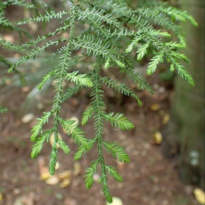 New Zealand Conifers | Sequoia Valley Farms