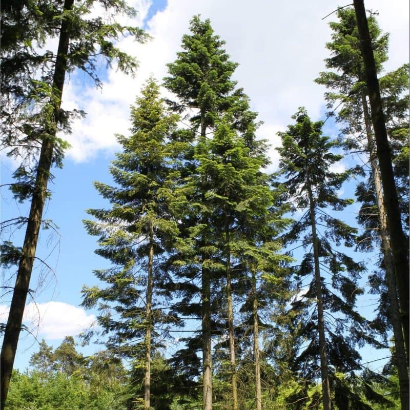 North American Conifers | Sequoia Valley Farms