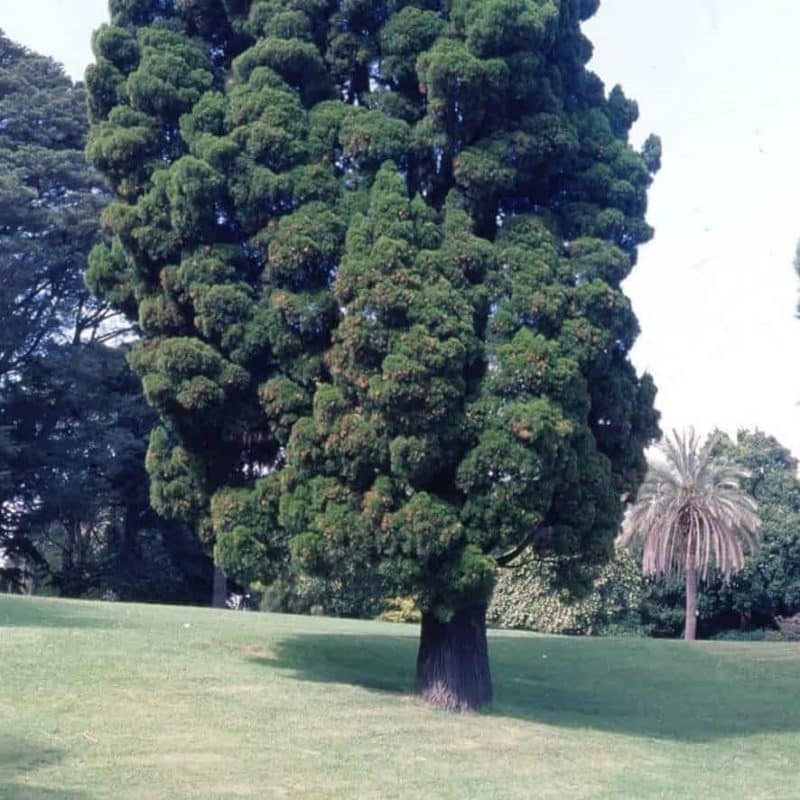 Northern White Cypress Pine | Sequoia Valley Farms