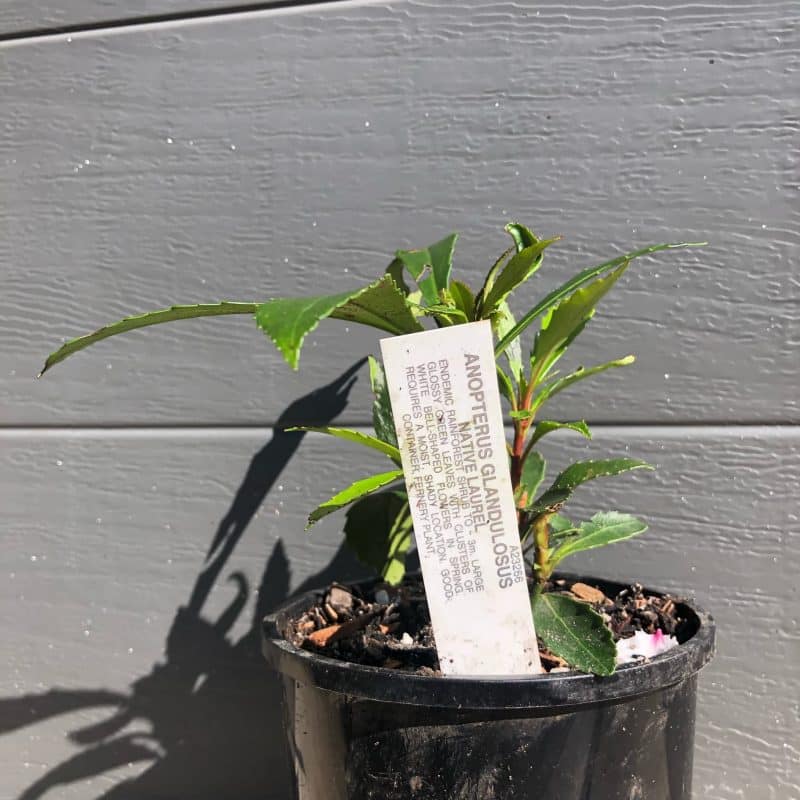 Native Laurel | Sequoia Valley Farms
