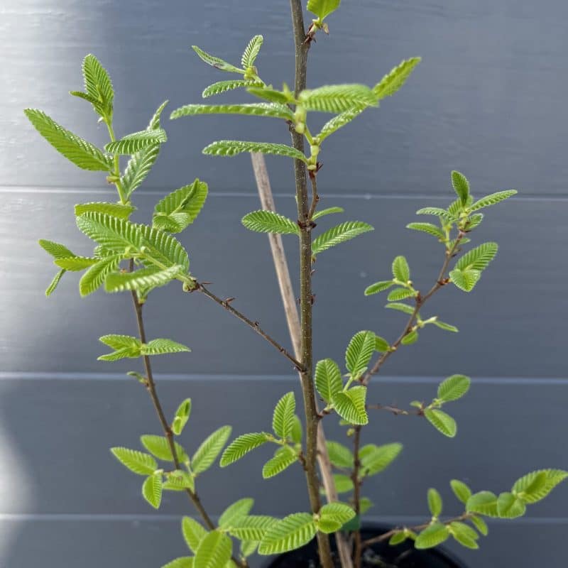 Rauli Beech (Nothofagus Alpina) | Sequoia Valley Farms