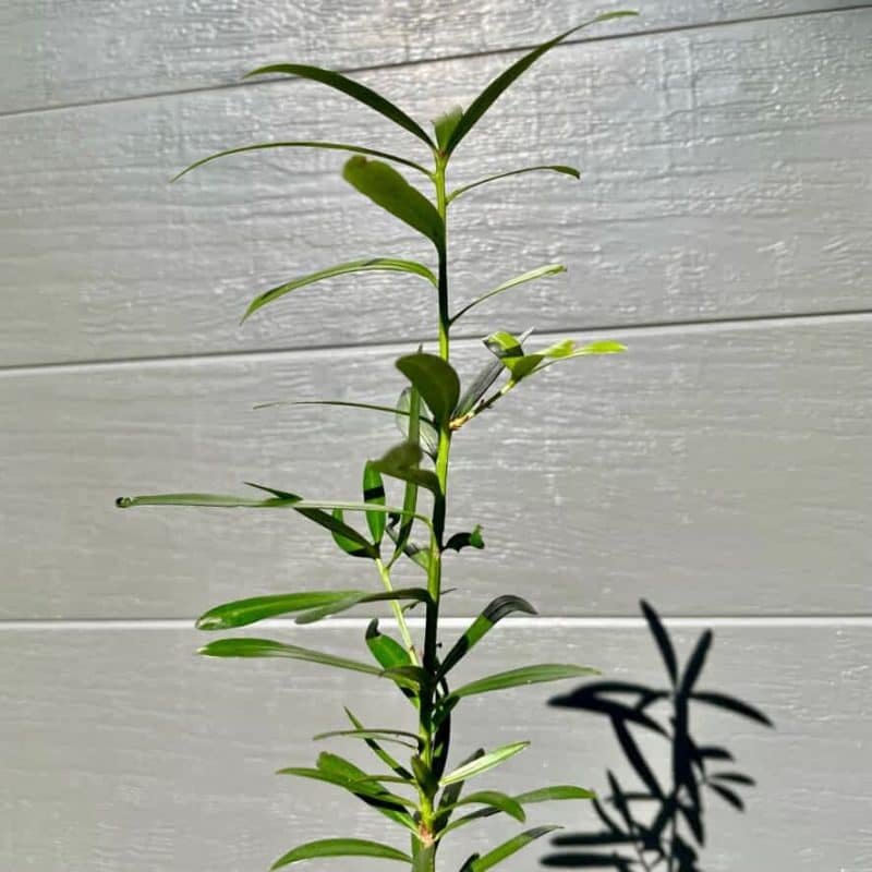 Illawarra Plum Pine | Sequoia Valley Farms