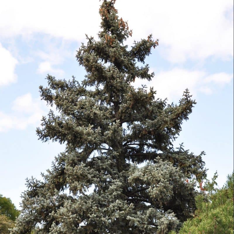 Colorado Blue Spruce (Picea Pungens) | Sequoia Valley Farms
