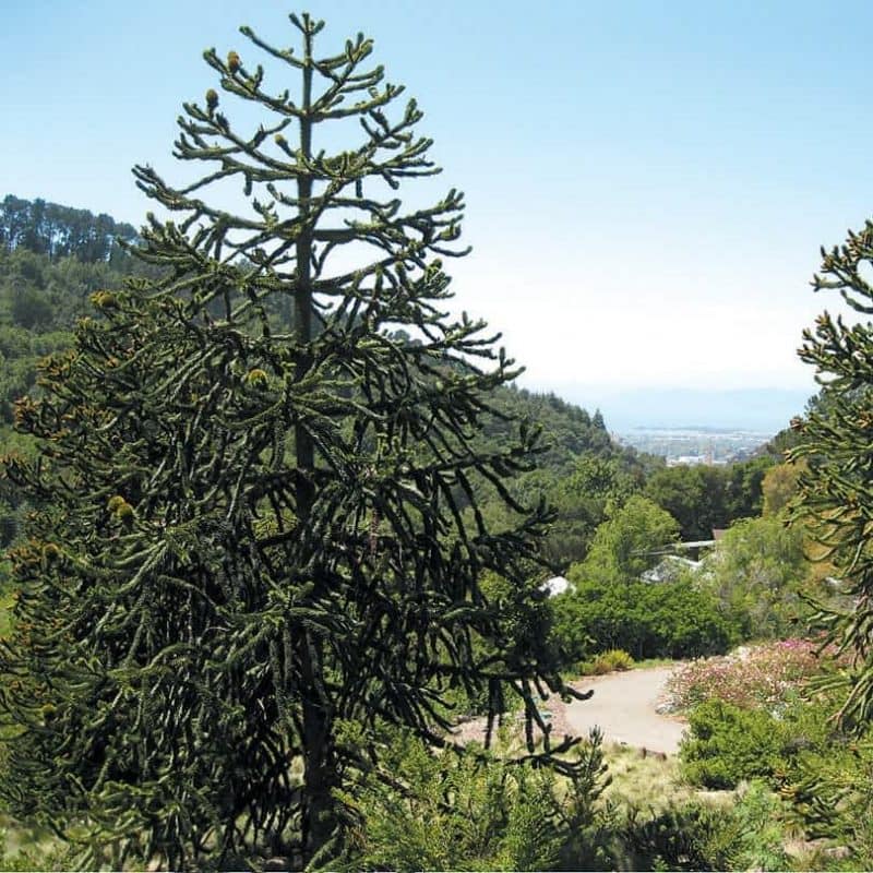 Monkey Puzzle Pine | Sequoia Valley Farms