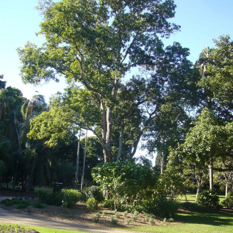 Australian Teak | Sequoia Valley Farms
