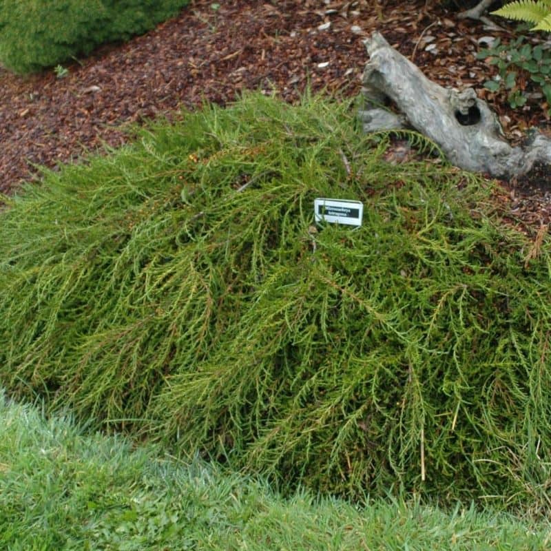 Creeping Strawberry Pine | Sequoia Valley Farms