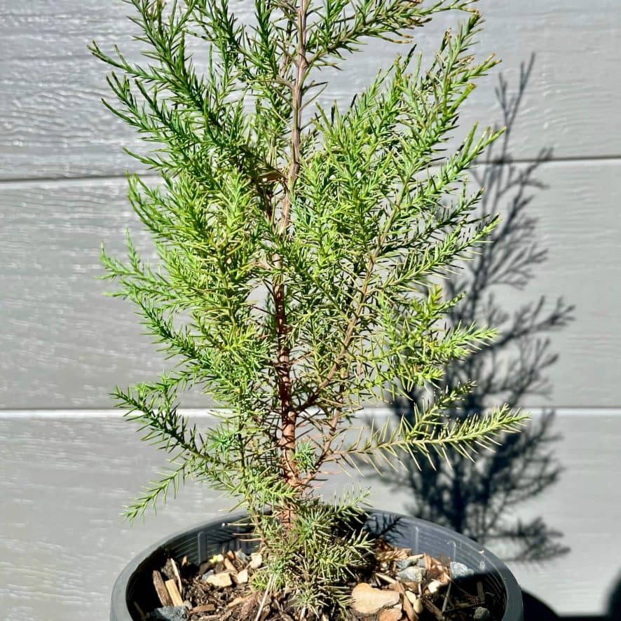 Northern White Cypress Pine | Sequoia Valley Farms