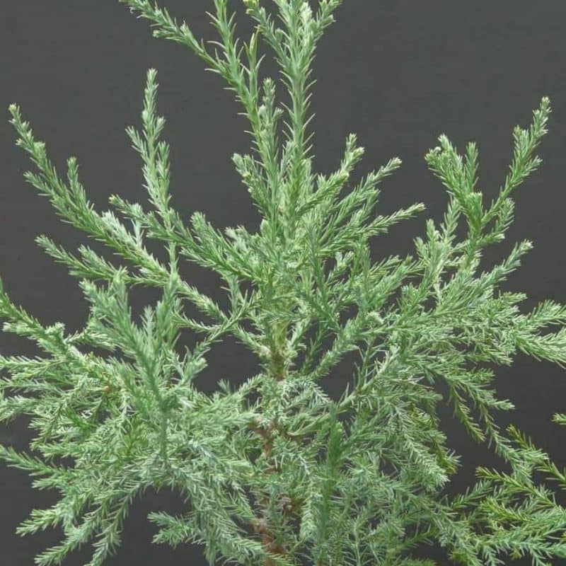 North American Conifers | Sequoia Valley Farms