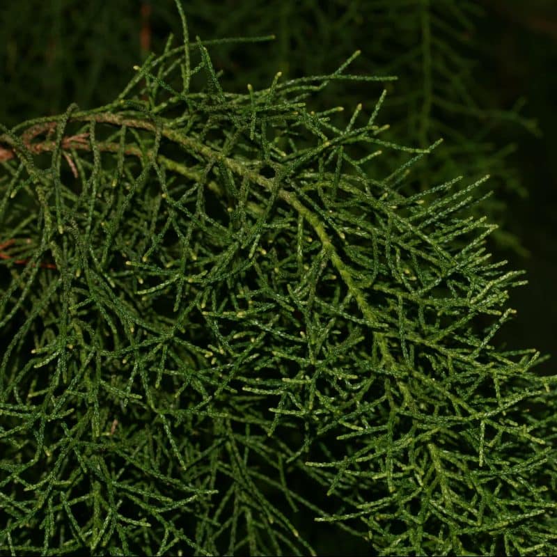 Huon Pine | Sequoia Valley Farms