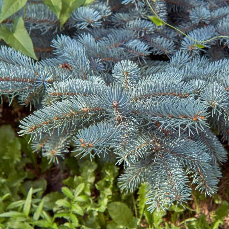 Colorado Blue Spruce (Picea Pungens) | Sequoia Valley Farms