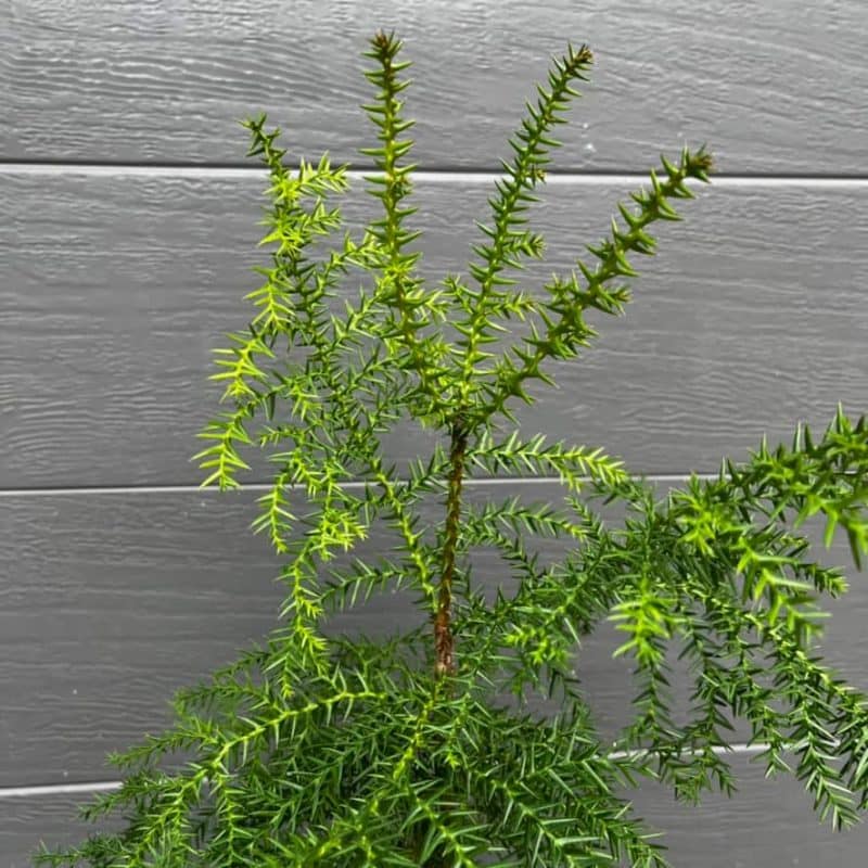 Hoop Pine | Sequoia Valley Farms