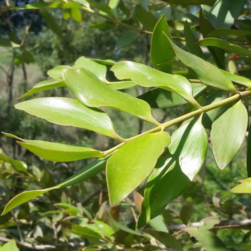 Australian Conifers | Sequoia Valley Farms
