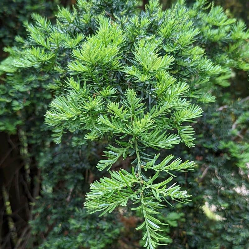 Chilean Yew (Prumnopitys Andina) | Sequoia Valley Farms