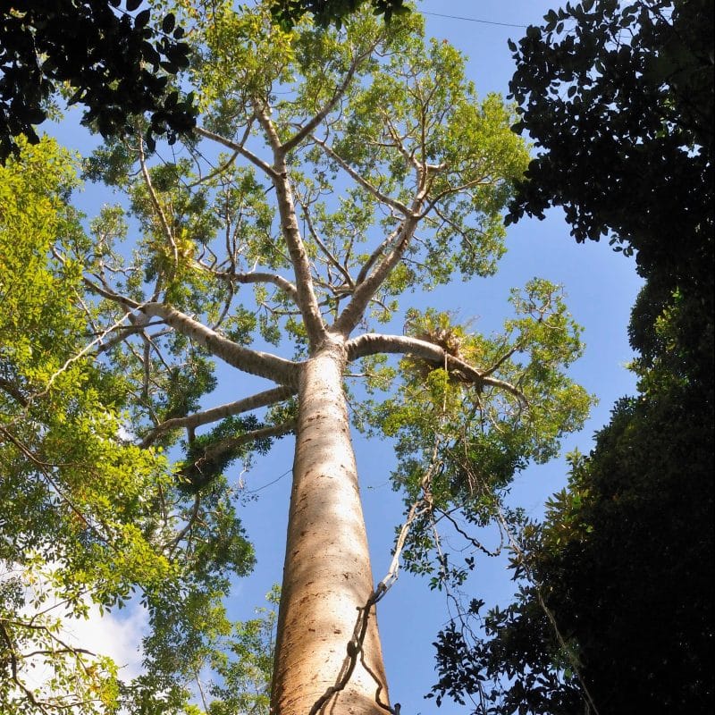 Bull Kauri Pine | Sequoia Valley Farms