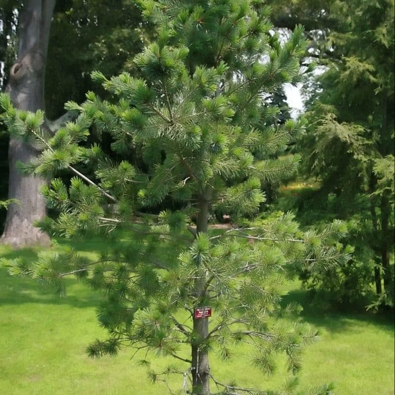 'Vanderwolf's Pyramid' Limber Pine | Sequoia Valley Farms